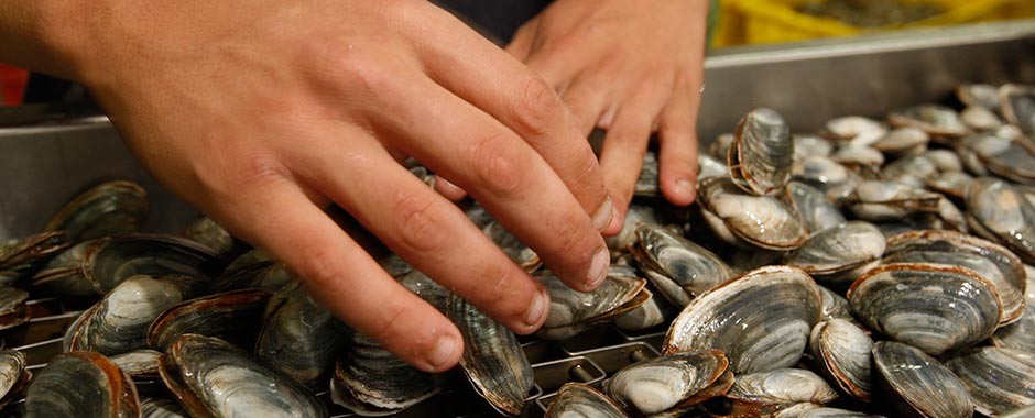 Clams » Atlantic Aqua Farms USA