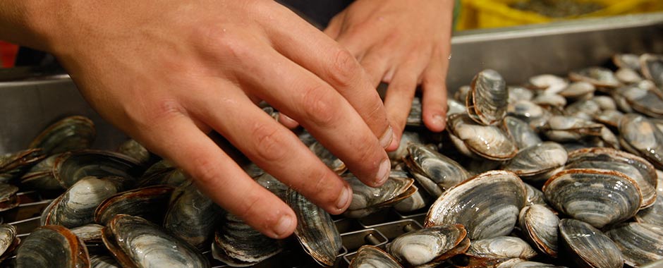Clams » Atlantic Aqua Farms USA