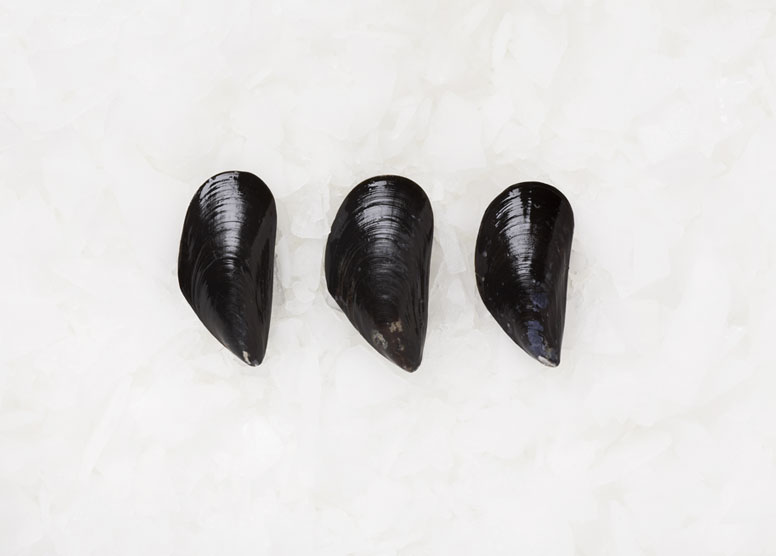 Prince Edward Island Rope-Grown Blue Mussels » Atlantic Aqua Farms USA