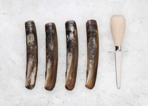 Razor Clams » Atlantic Aqua Farms USA