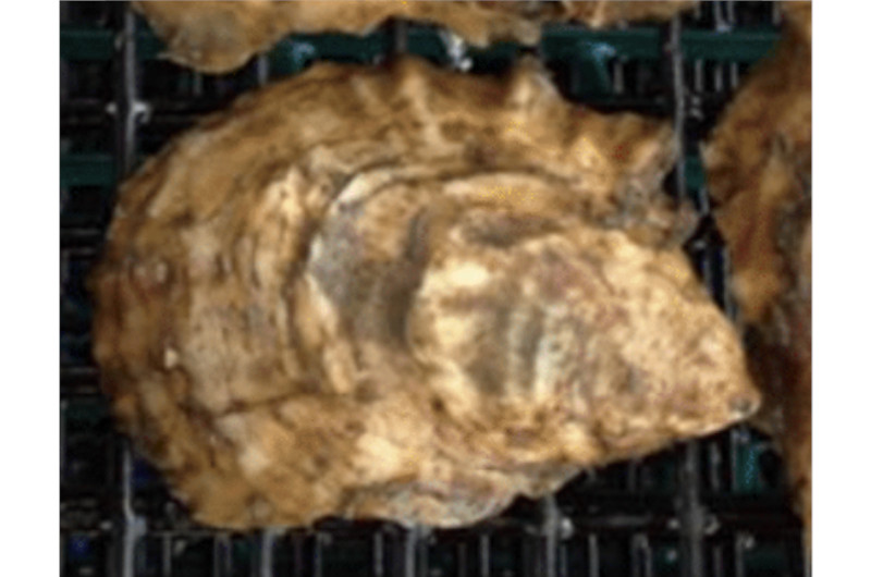 Fat Dog » Atlantic Aqua Farms USA