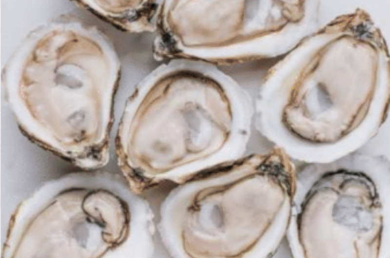 Raspberry Point Oysters » Atlantic Aqua Farms USA